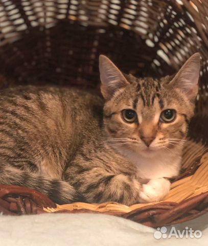 Миленькая спасенная девочка Лулу 6 мес ищет дом