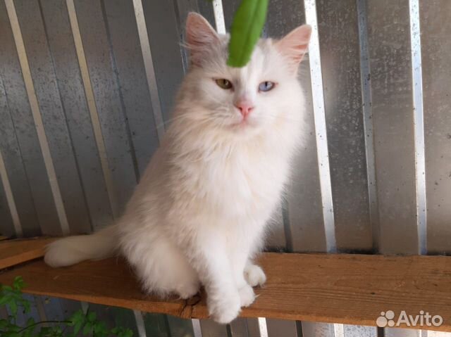 Стеша ищет дом