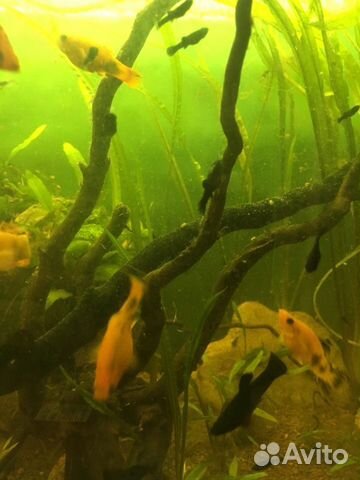 Молли и ряска