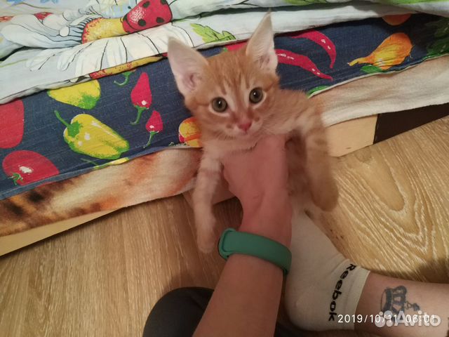 Отдам в хорошие руки