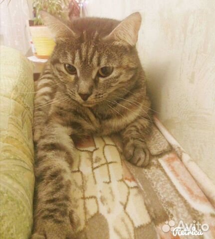 Отдам кошечку в добрые руки