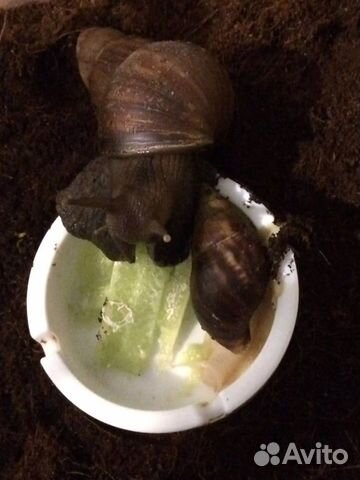 Улитки Ахатина