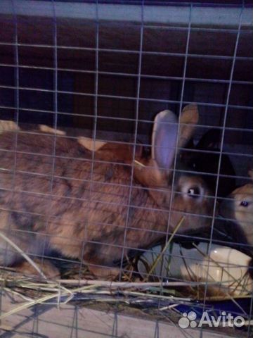 Крольчиха с крольчатами