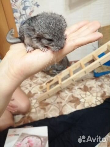 Щенки шиншиллы