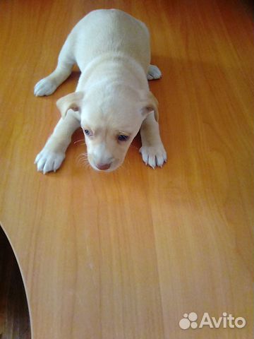 Продам щенков карликового пинчера