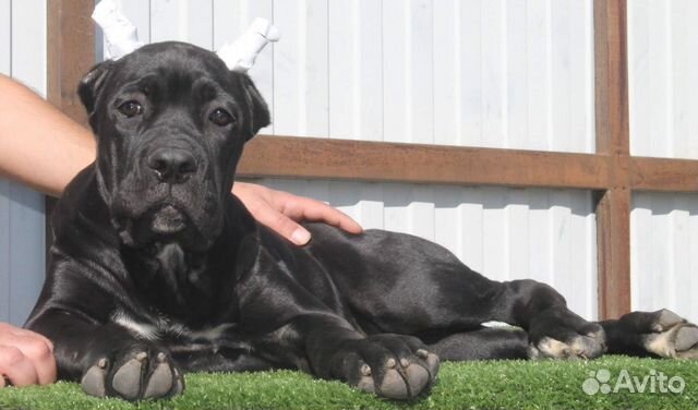 Маленькая копия шикарной мамы