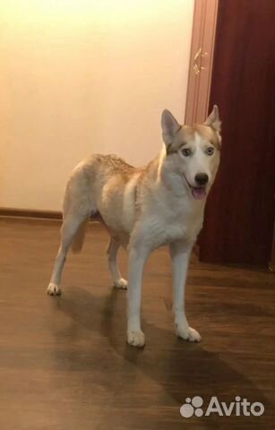 Хаски в дар