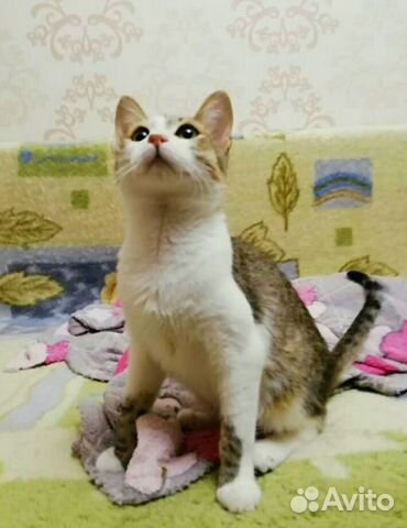 Фунтик-котенок-подросток