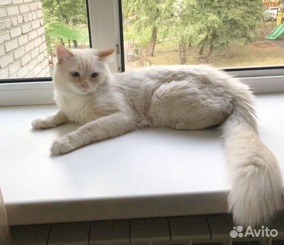 Шотладский котик для вязки