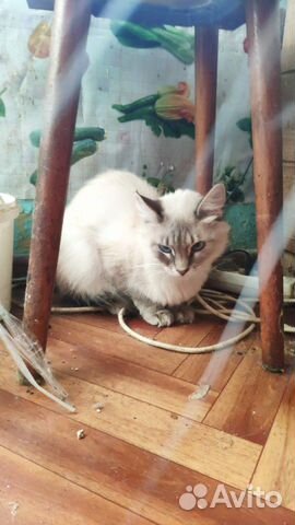 Умерла хозяйка, 9 кошек окажутся на улице