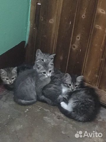 4 симпатичных пушистика ищут дом Очень хотят найти