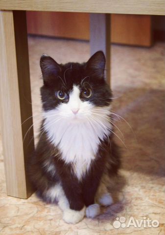 Черно-белая кошка Мадлена