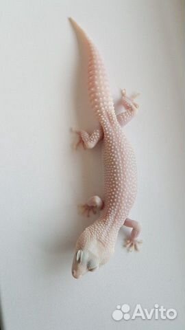 Эублефар, Mack Snow Blazing Blizzard (RA)