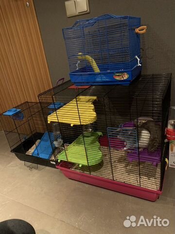 Крыса декоративная