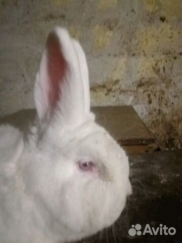 Кролики Нзб, Калифорния