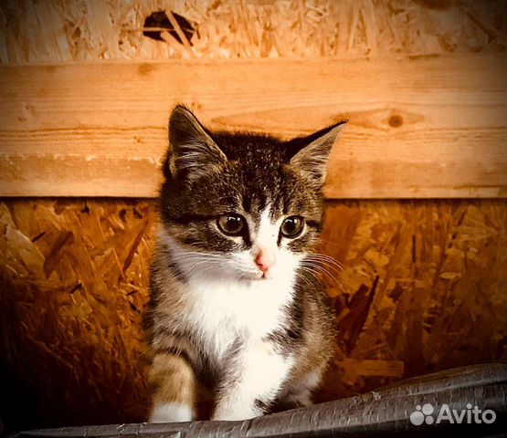 Милой котенок на радость людям