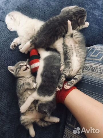 Котята вислоухие