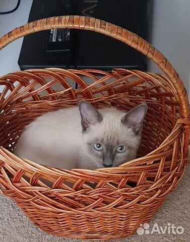 Продам сиамского котенка