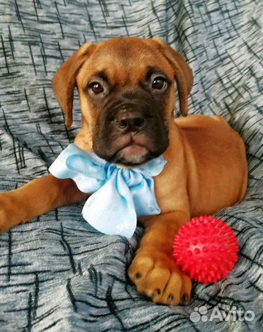 Щенки бульмастифа