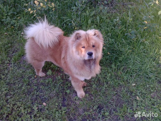 Пропал друг