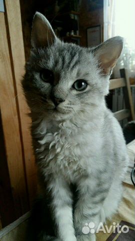 Селкирк-рекс кот