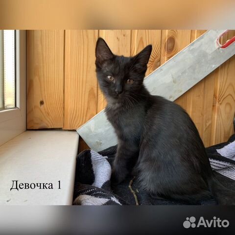 Котята от Шотланки