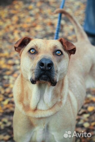 Добрейший пес Ричард ищет дом