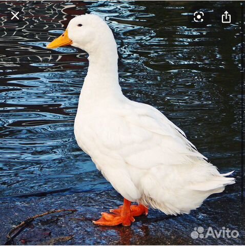 Утки
