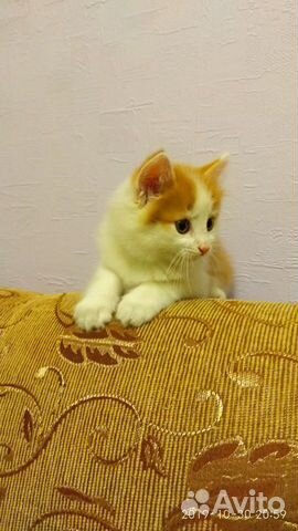 Котенок рыжик в заботливые руки