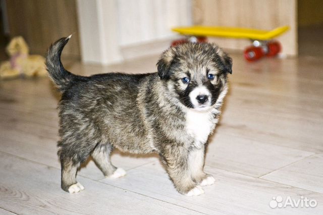 Милая, мохнатая пандочка ищет дом