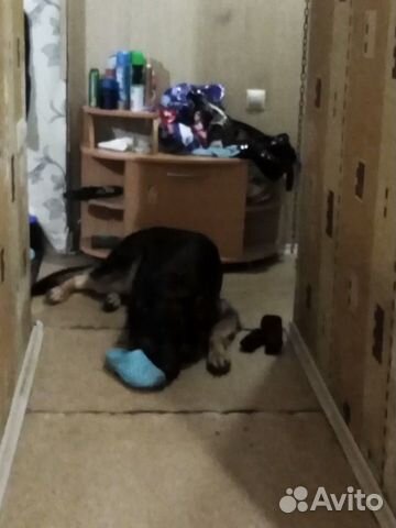 Восточно европеец 2 года 5 месяцев кличка Макс