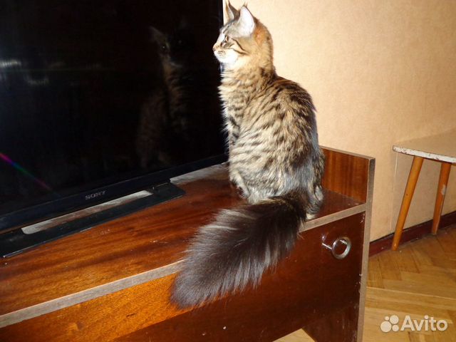 Звезда экрана