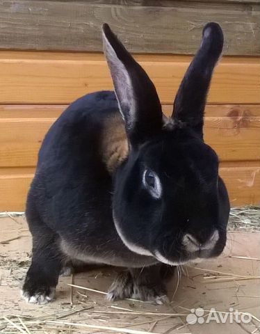 Продаю или меняю кроликов