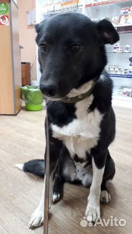 Пальма ищет дом