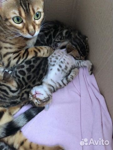 Уникальные бенгалы