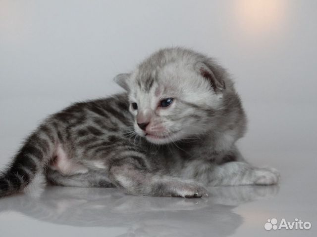 Бенгальские котята (серебро, золото, голубой окрас
