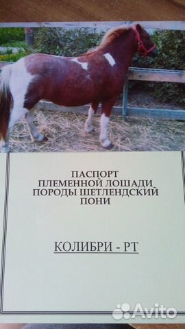 Продам пони в прокат