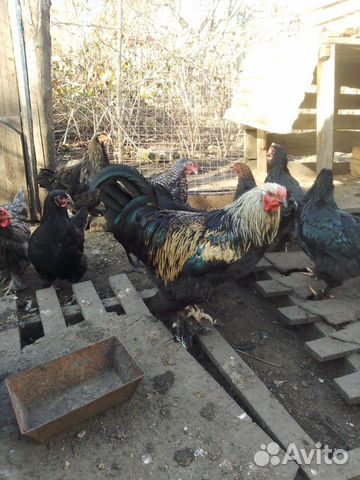 Продаю семью кур