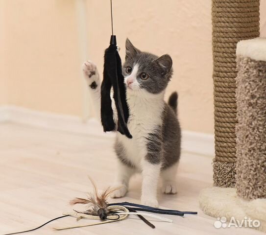 Котёнок Молли в добрые руки