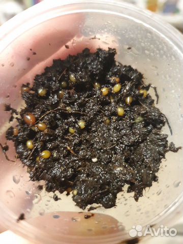 Коконы червя старателя фермиферма