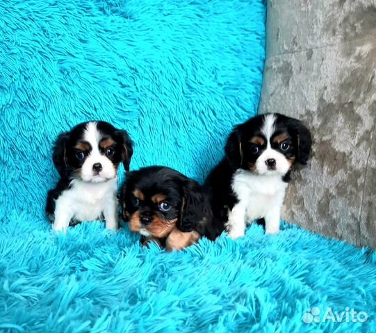 Щенки Кавалер Кинг Чарльз спаниель