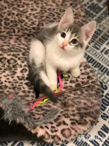 Котёнок ищет дом