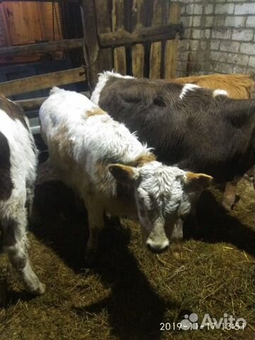 Телка симментал