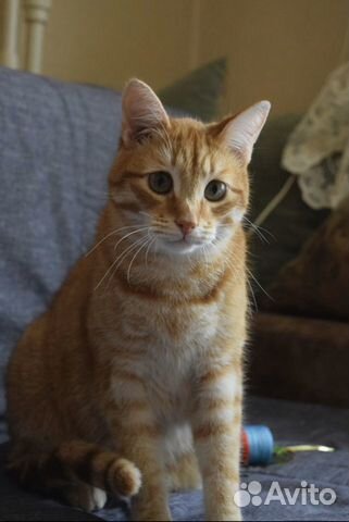 Чипс ищет дом