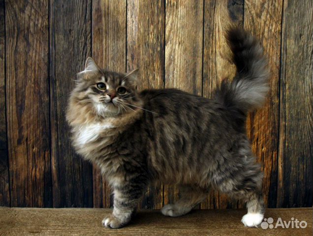 Сибирские кошечки из питомника