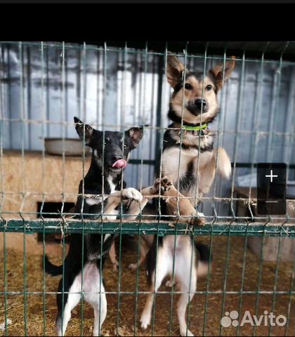 Молоденькая собачка