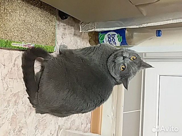 Продам кошку Британку