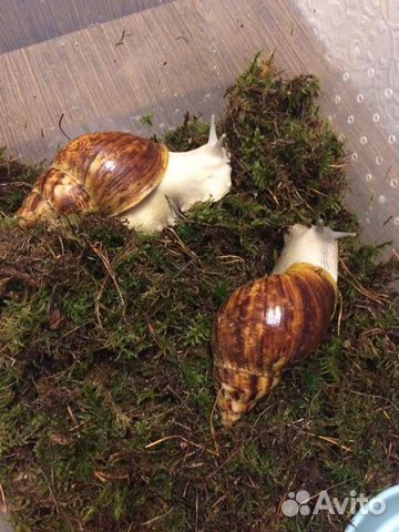 Архахатина маргината овум