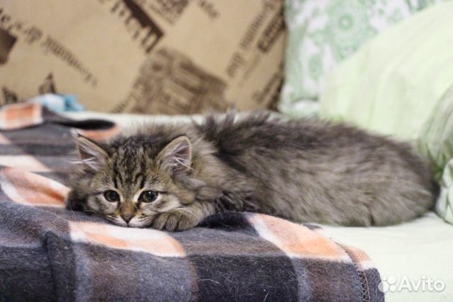 Котёнок в добрые руки