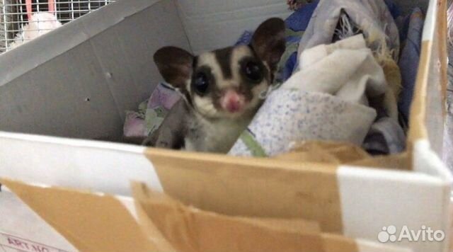 Сахарный поссум, девочка